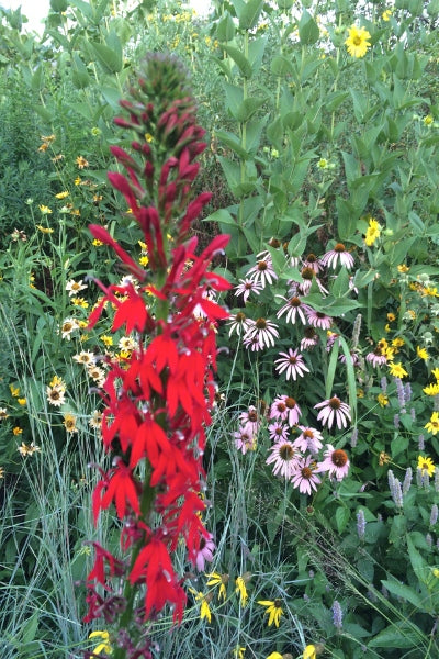 Forbs and Ferns – West Cook Native Plant Sale