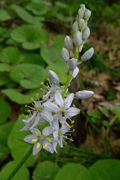 Wild Hyacinth - Camassia scilloides – West Cook Native Plant Sale